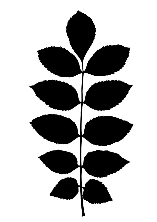 Grosses Lexikon der Schweizer Holzarten - Schweizer Holz