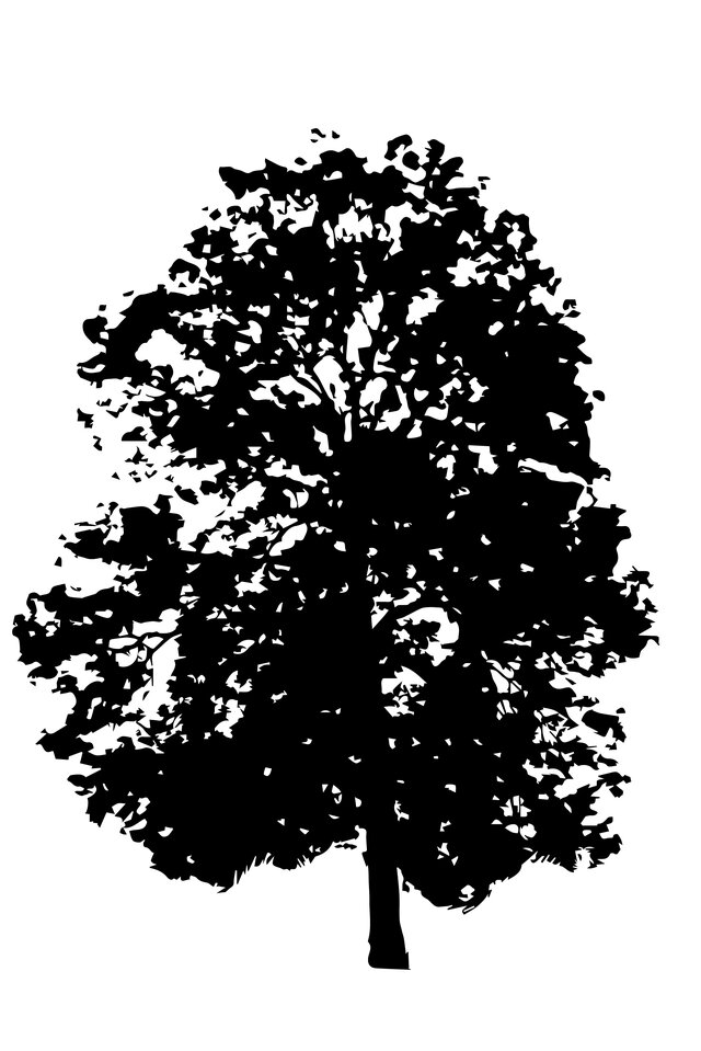 Grosses Lexikon der Schweizer Holzarten - Schweizer Holz